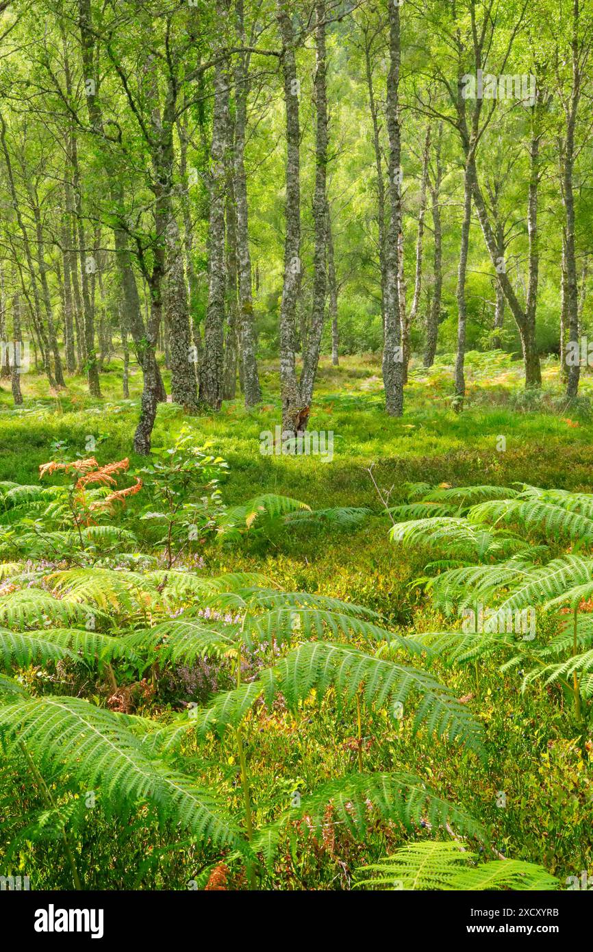 geography / travel, Great Britain, Scotland, birch forest, NO-EXCLUSIVE ...