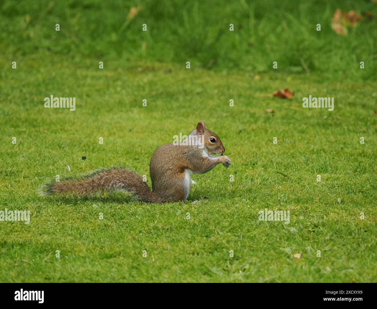 Simon rowlands wildlife photography hi-res stock photography and images ...