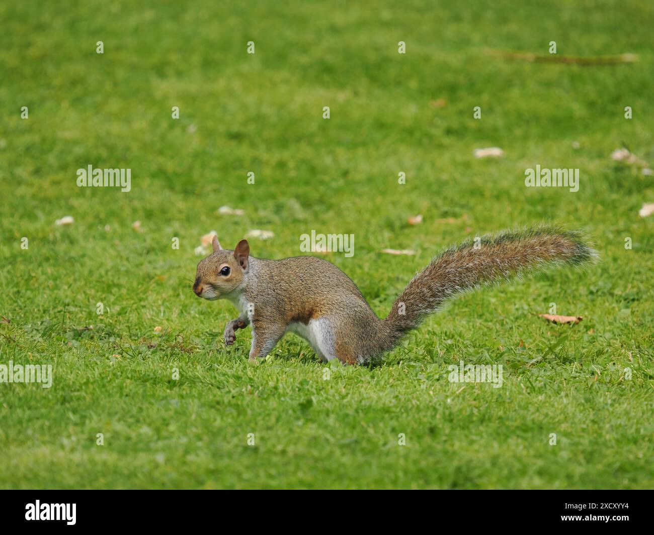 Simon rowlands wildlife photography hi-res stock photography and images ...