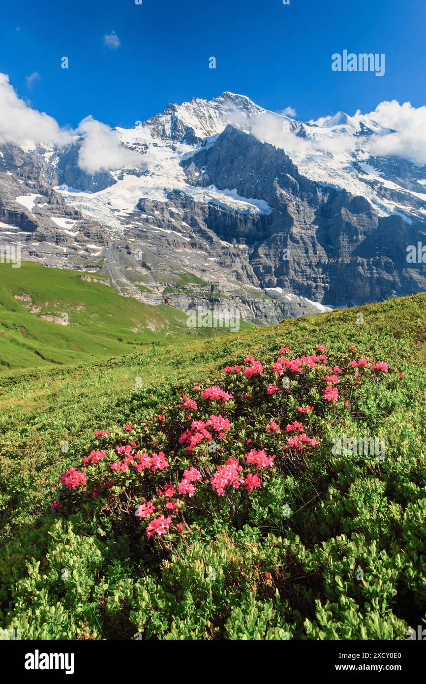 Alpine rose hi-res stock photography and images - Alamy