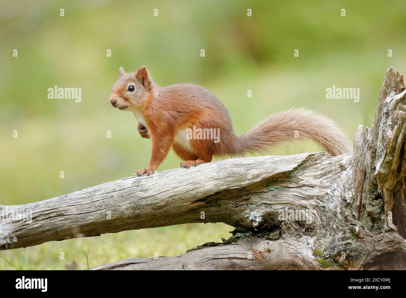 Eurasian red squirrel hi-res stock photography and images - Alamy