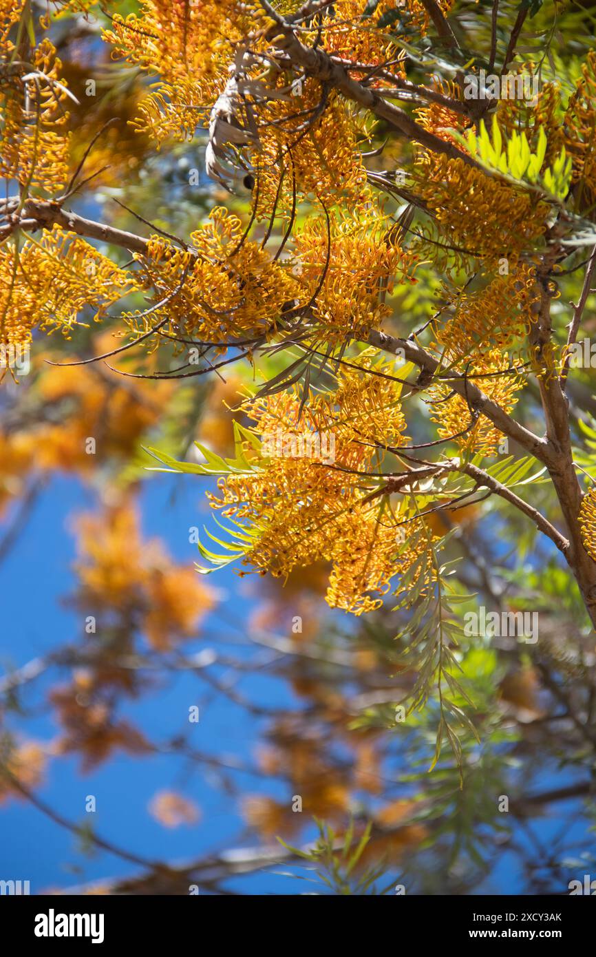 Silver Oak or Silky Oak tree with leaves flowers in detail shows vivid ...