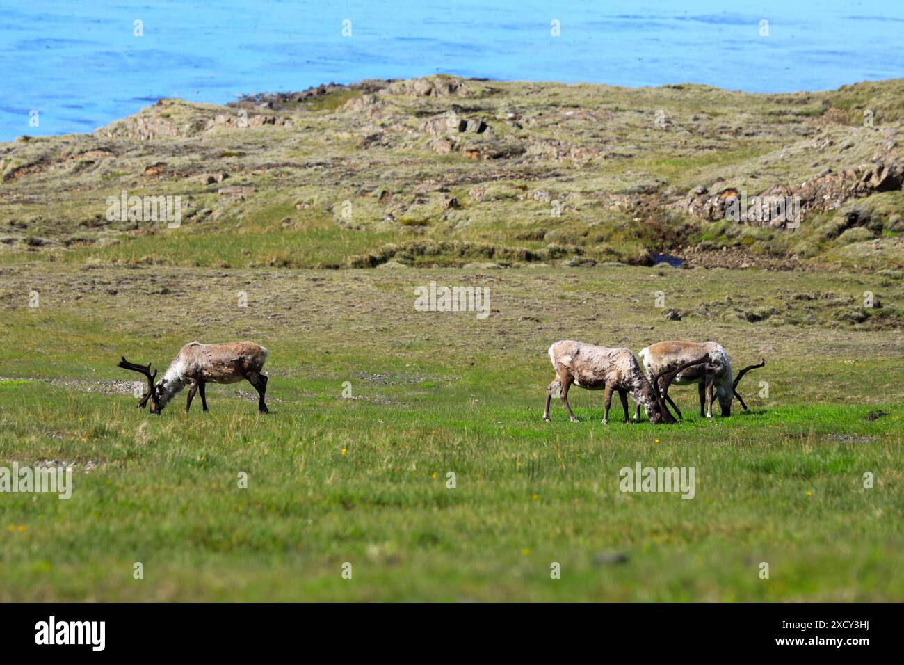 zoology / animals, mammal (mammalia), reindeers, Stokksnes, Hoefn ...