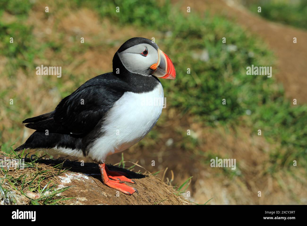 zoology / animals, birds (Aves), Atlantic Puffin (Fratercula arctica ...
