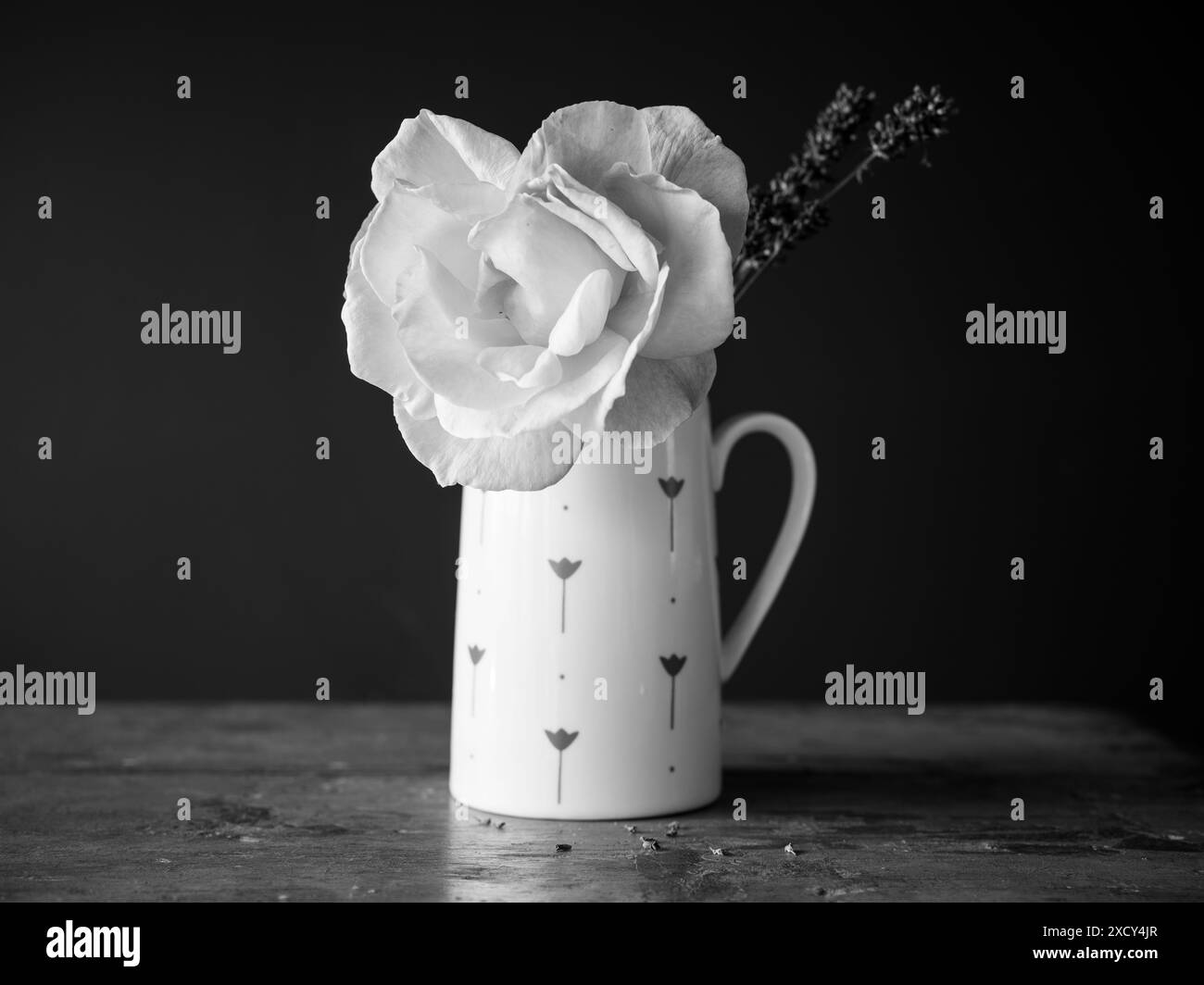 White rose growing in Black and White Stock Photos & Images - Alamy