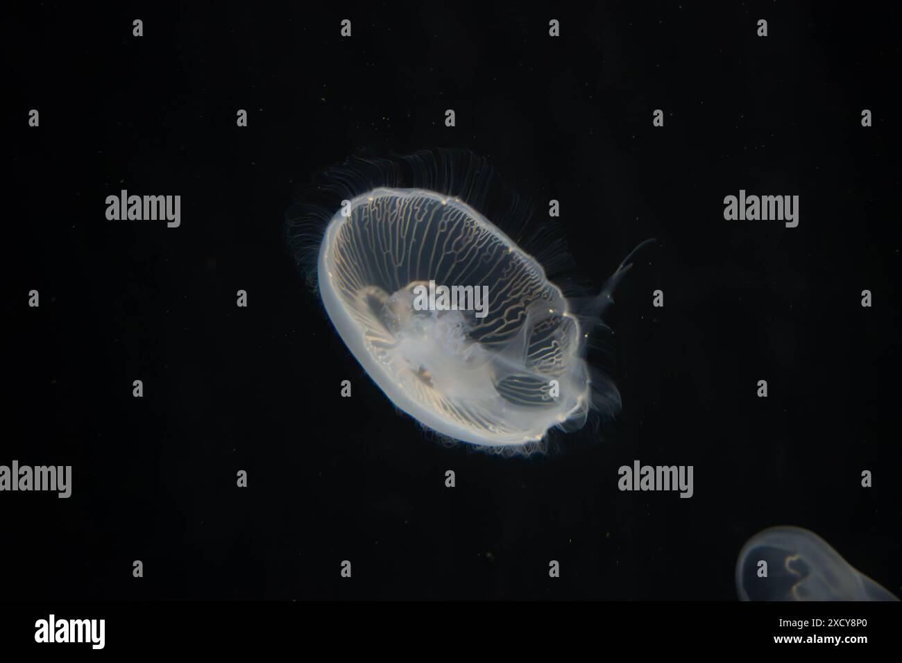 Jellyfish gracefully floating hi-res stock photography and images - Alamy