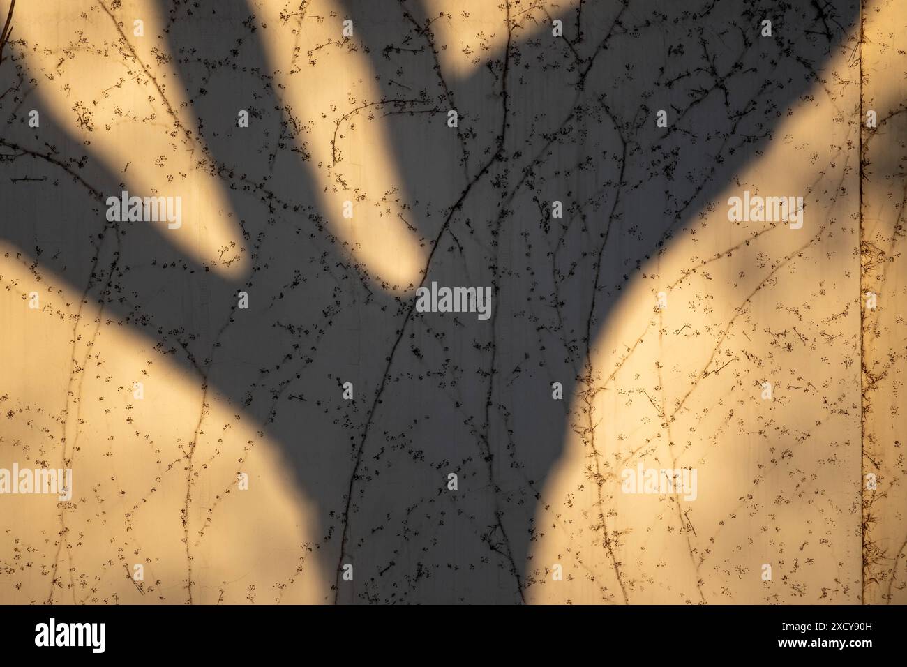Shadow plant cast on hi-res stock photography and images - Alamy