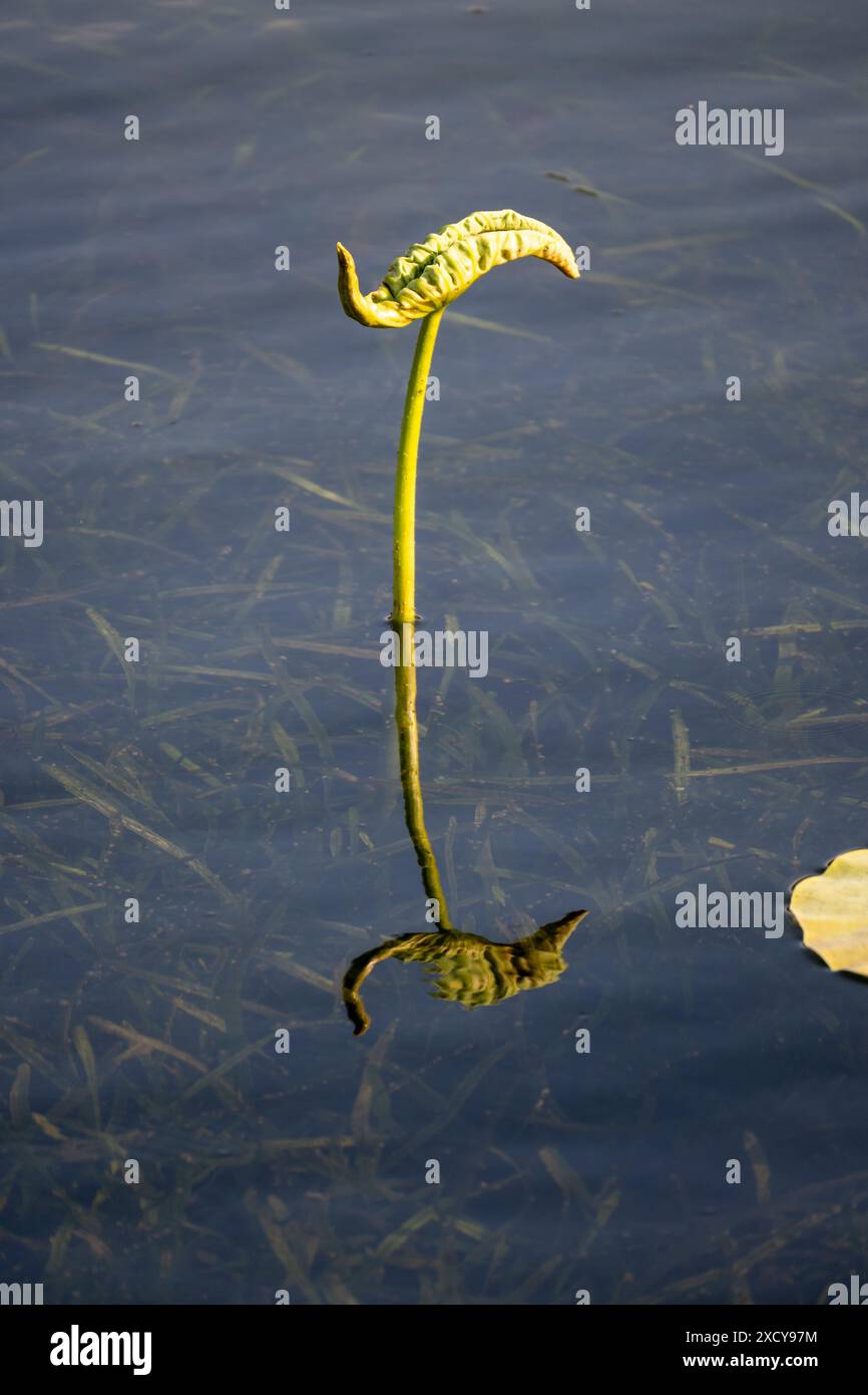 A single green plant stem with a curled leaf reflecting on the calm ...