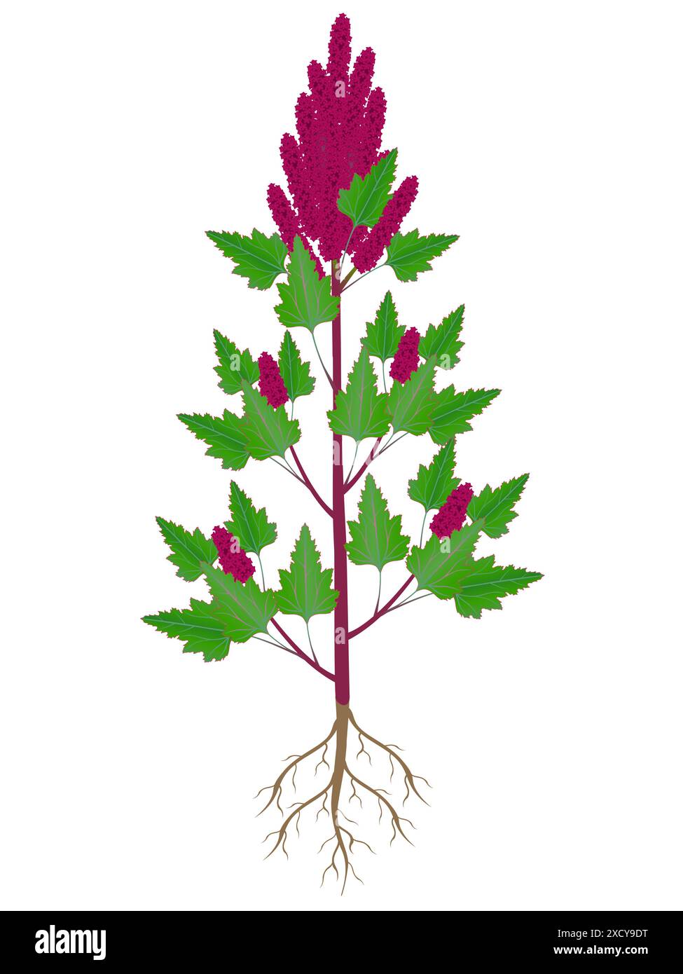 Quinoa plant with roots isolated on white background Stock Vector Image ...