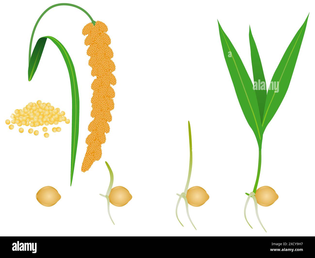 Sequence of foxtail millet plant growing isolated on white Stock Vector ...