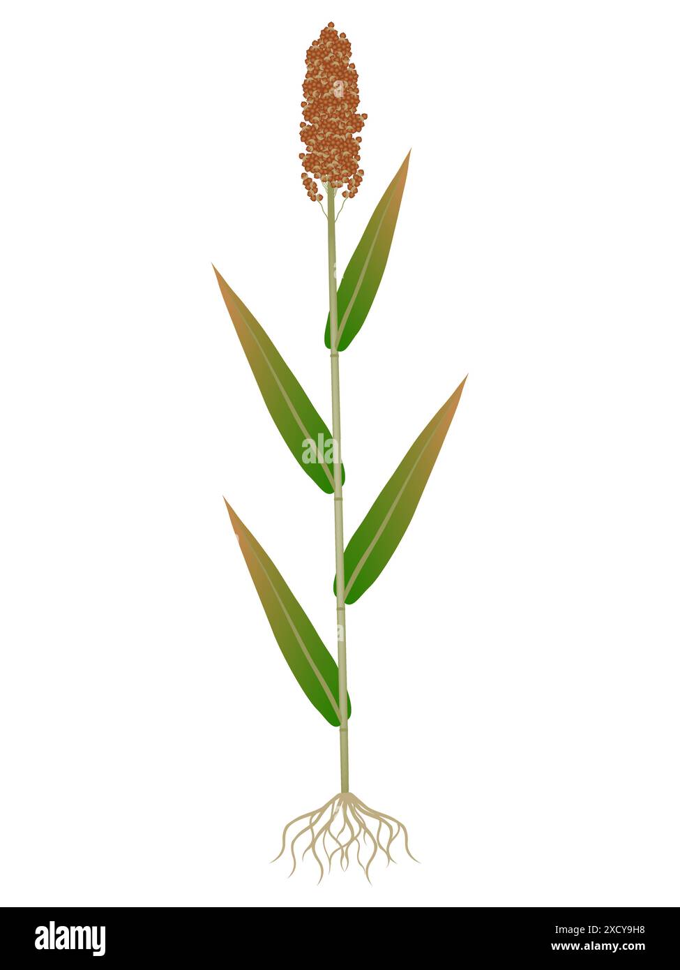Ripe sorghum plant with roots isolated on white background Stock Vector ...