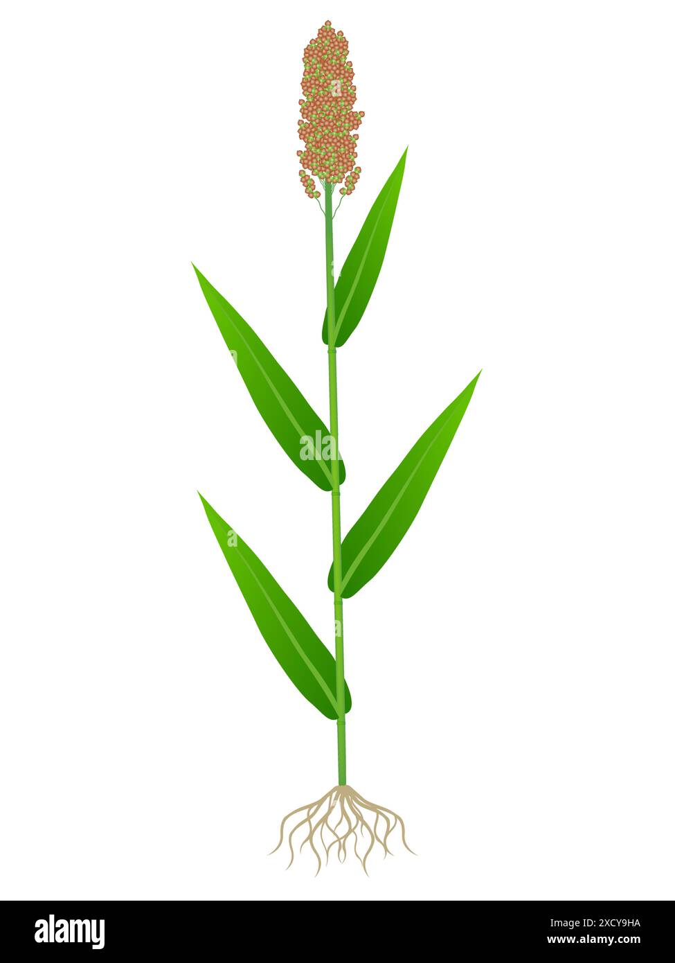 Sorghum plant with roots isolated on white background Stock Vector ...
