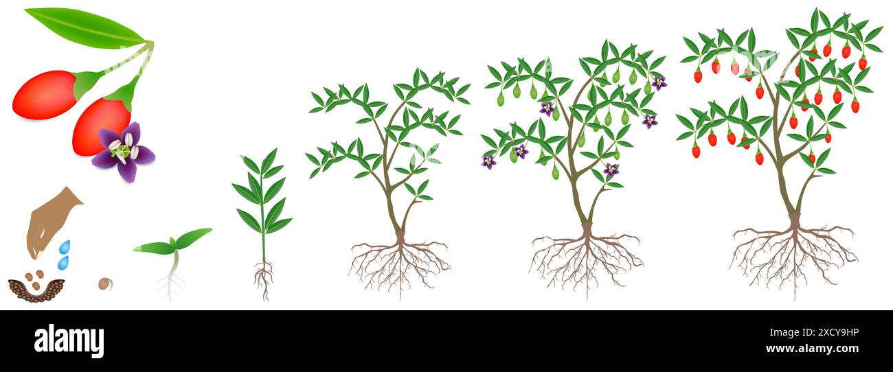Cycle of growth of a goji berry plant on a white background Stock ...