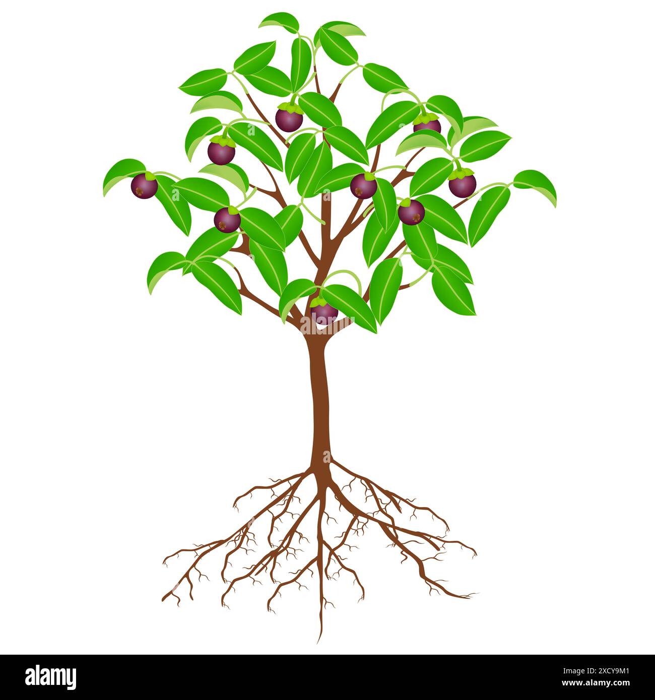 Mangosteen tree with fruits and roots on a white background Stock ...