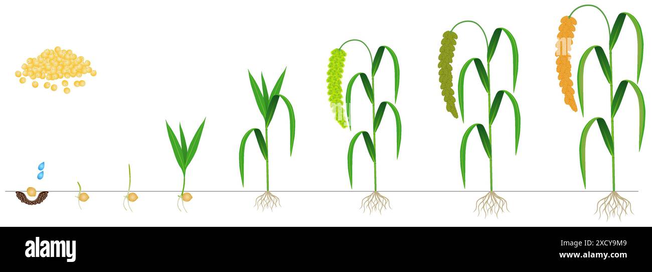 Cycle of growth of foxtail millet plant on a white background Stock ...