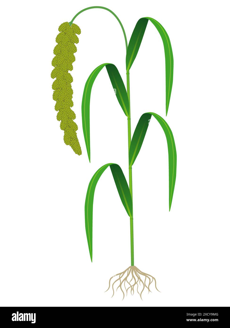 Green foxtail millet with roots isolated on white background Stock ...