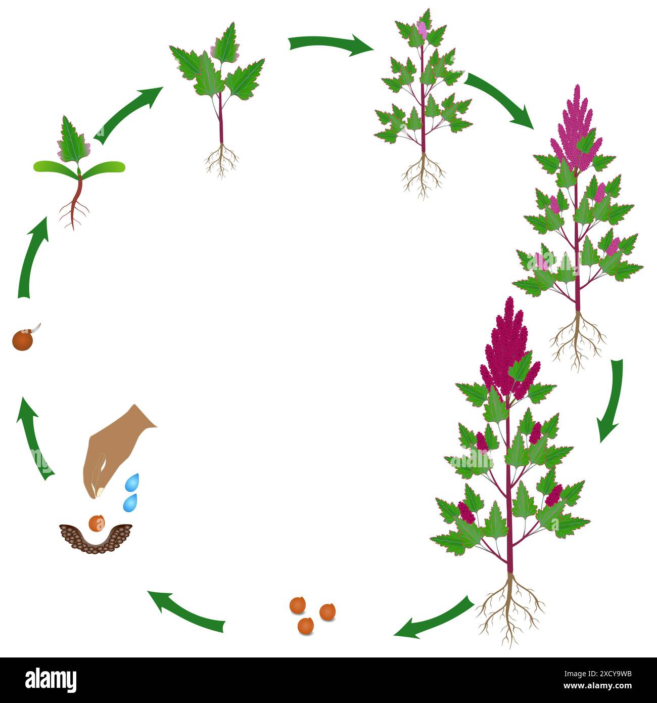 Life cycle of quinoa plant on a white background Stock Vector Image ...