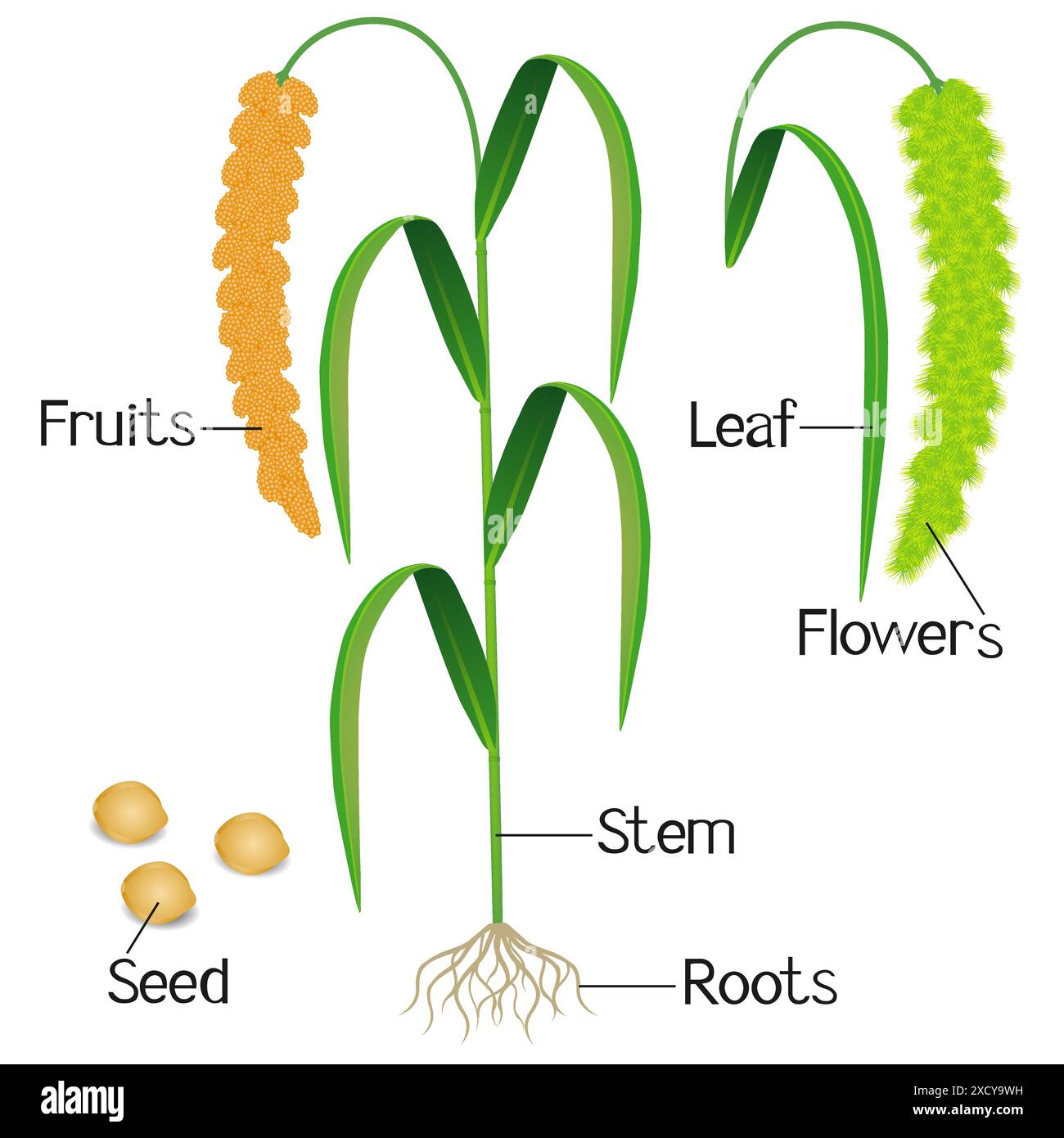 Green panicle foxtail Stock Vector Images - Alamy