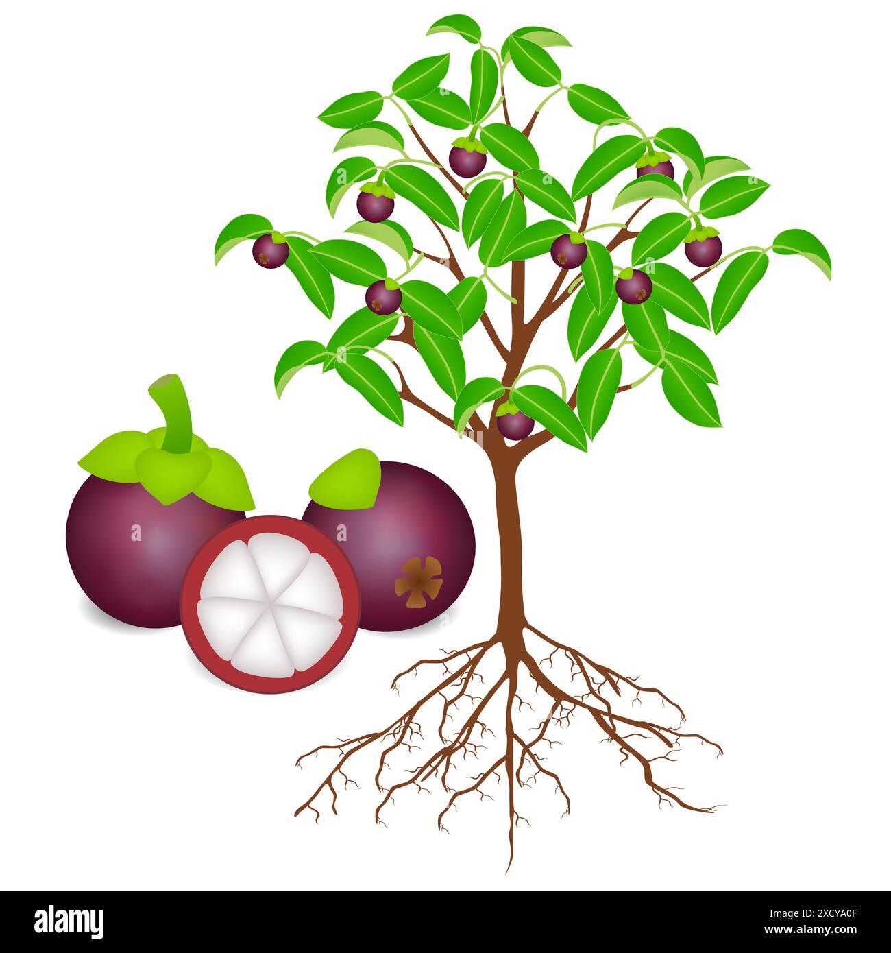 Tree fruits asia Stock Vector Images - Alamy