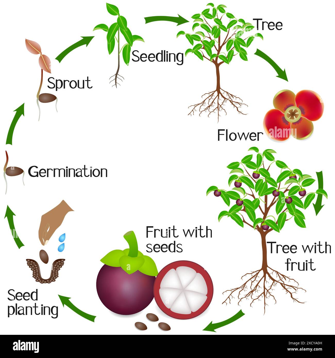 A growth cycle of a mangosteen tree on a white background Stock Vector ...