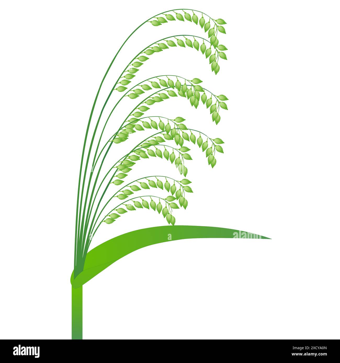 Green millet isolated on white background, design element Stock Vector ...