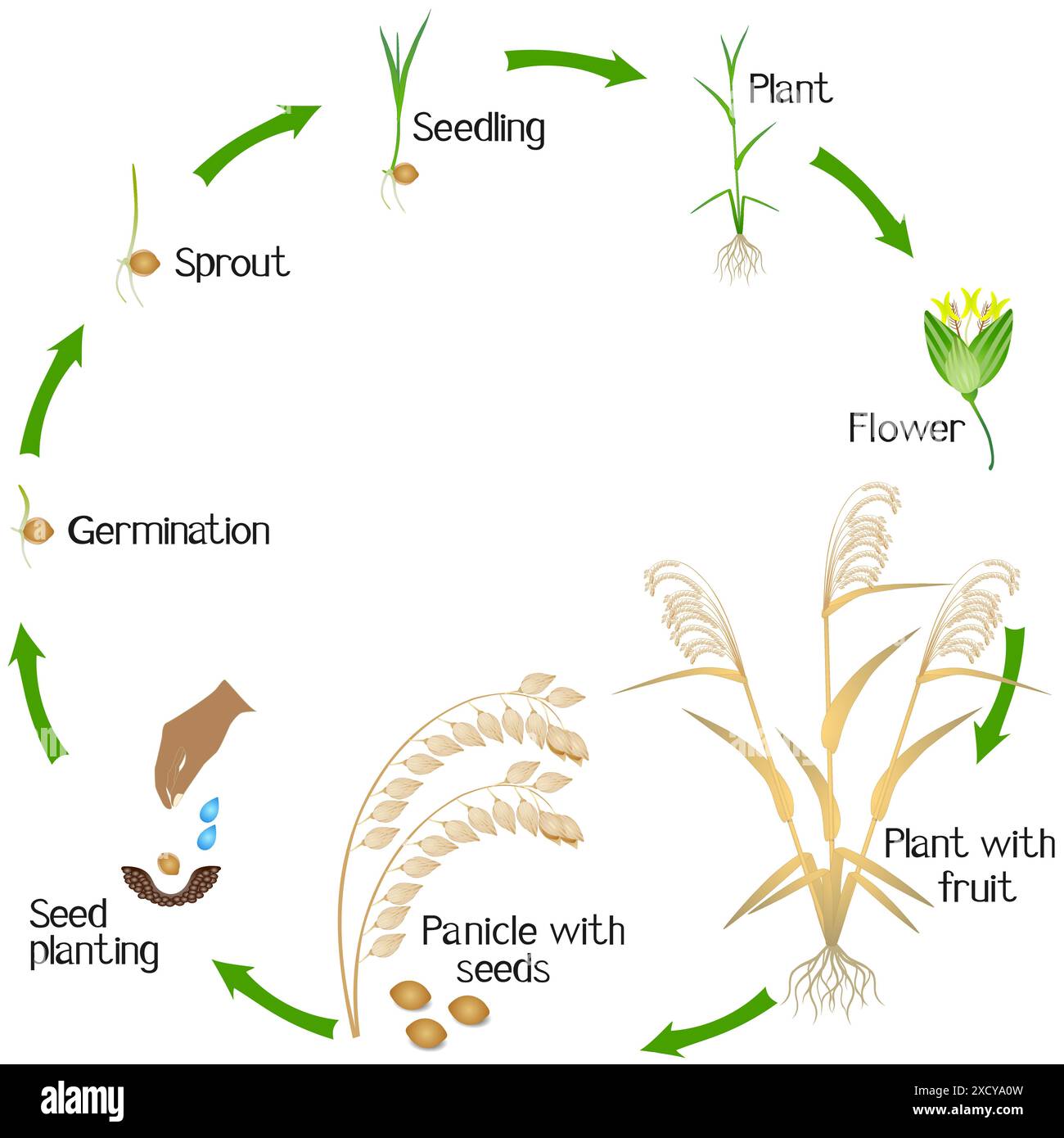 A growth cycle of a millet plant on a white background Stock Vector ...