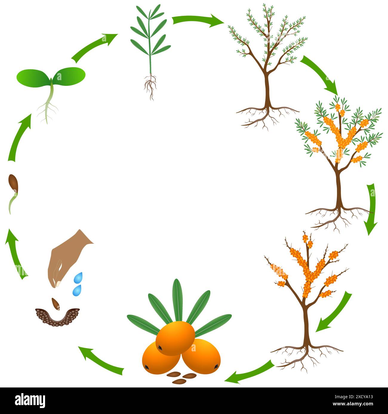 Life cycle of a sea buckthorn plant on a white background Stock Vector ...