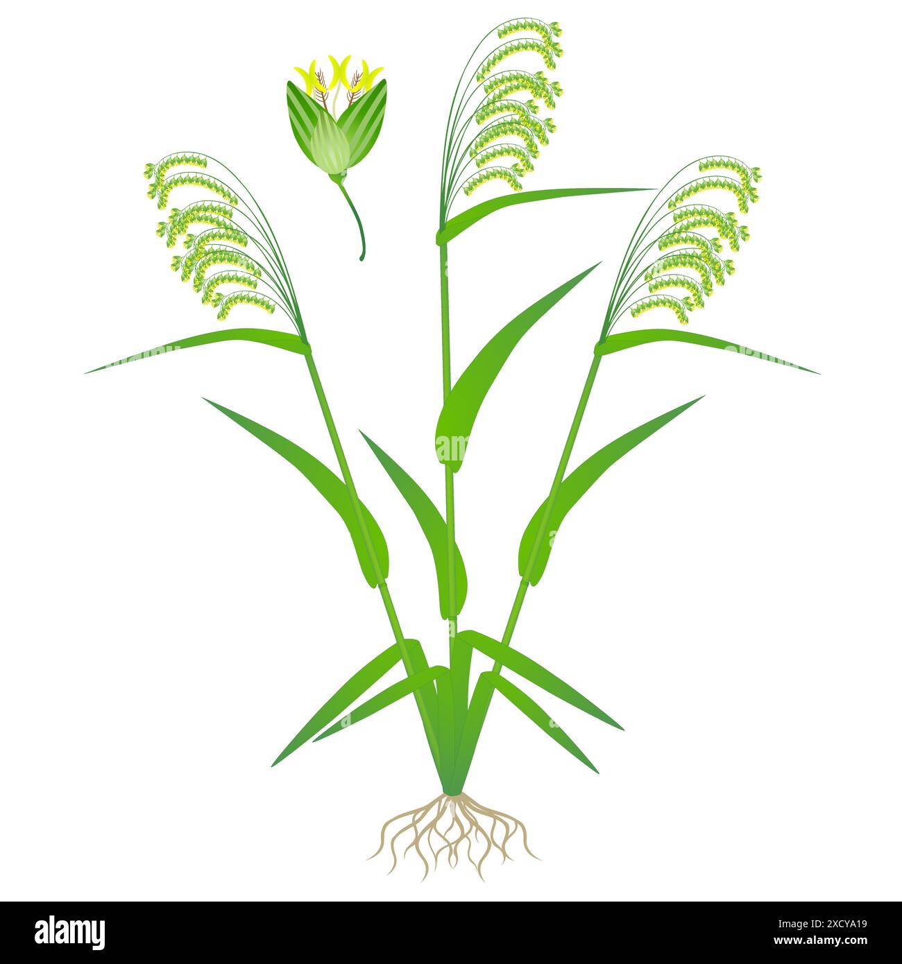 Flowering plant of millet on a white background Stock Vector Image ...