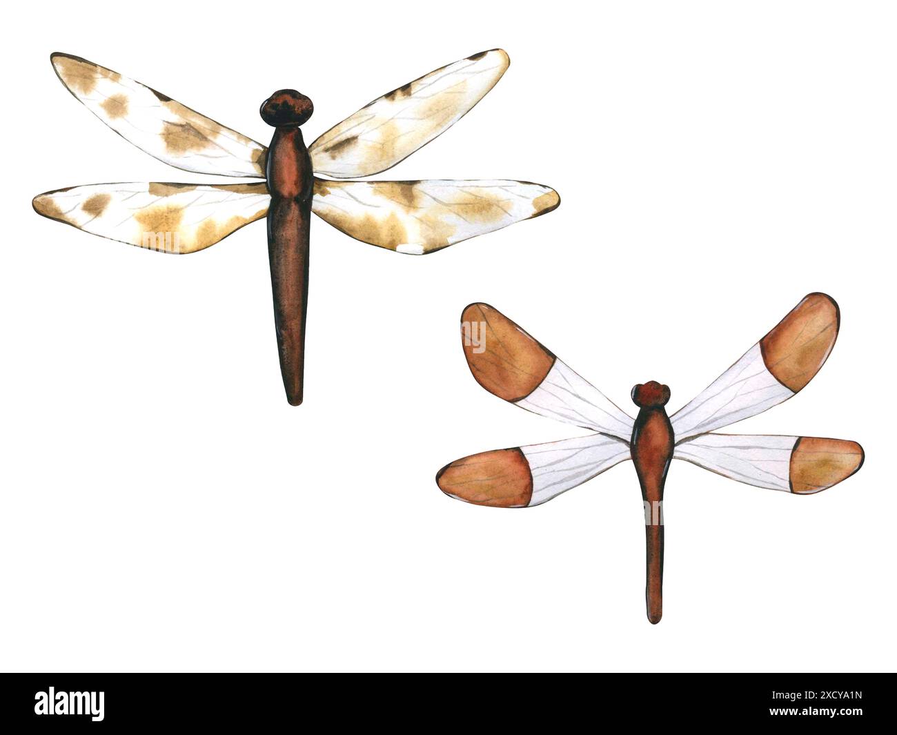 Dragonfly. Hand drawn flying insects. Watercolor illustrations in calm ...