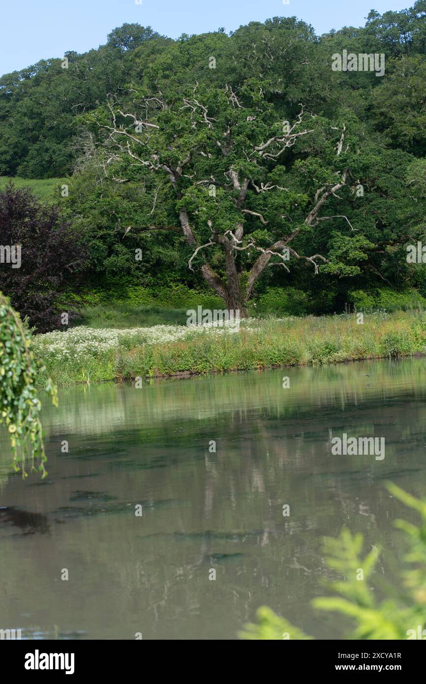 shallow lake and ancient oak tree Stock Photo - Alamy