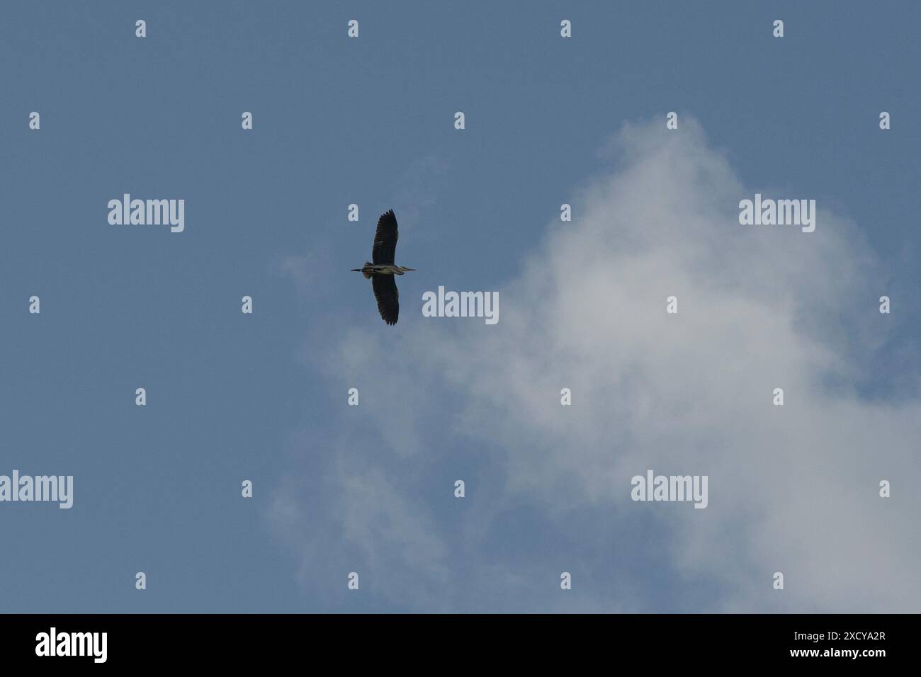grey heron in flight Stock Photo - Alamy