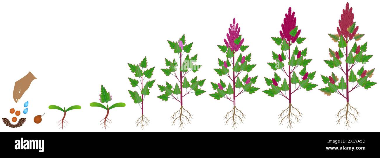 Cycle of growth of a quinoa plant on a white background Stock Vector ...