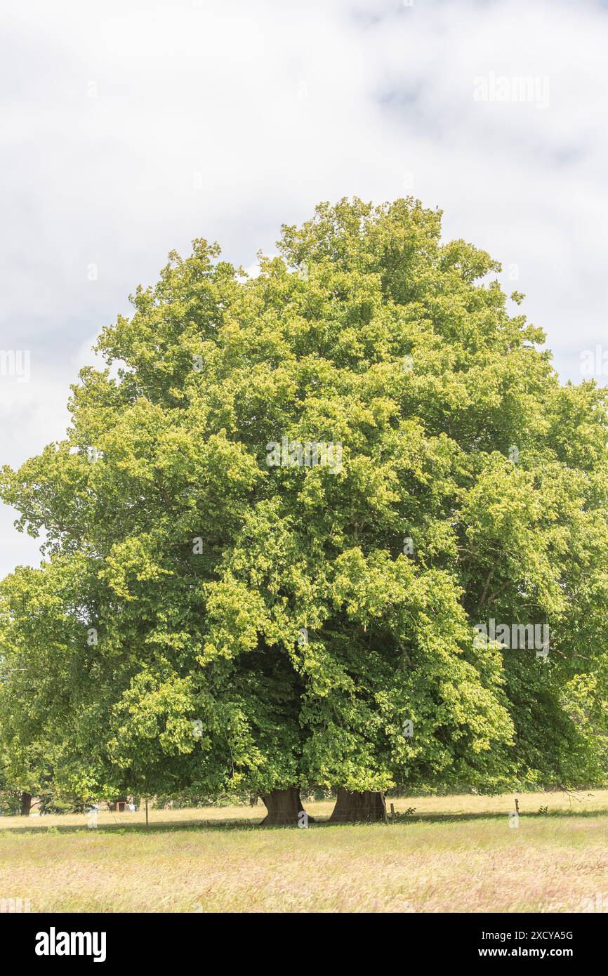 ancient oak tree in summer Stock Photo - Alamy