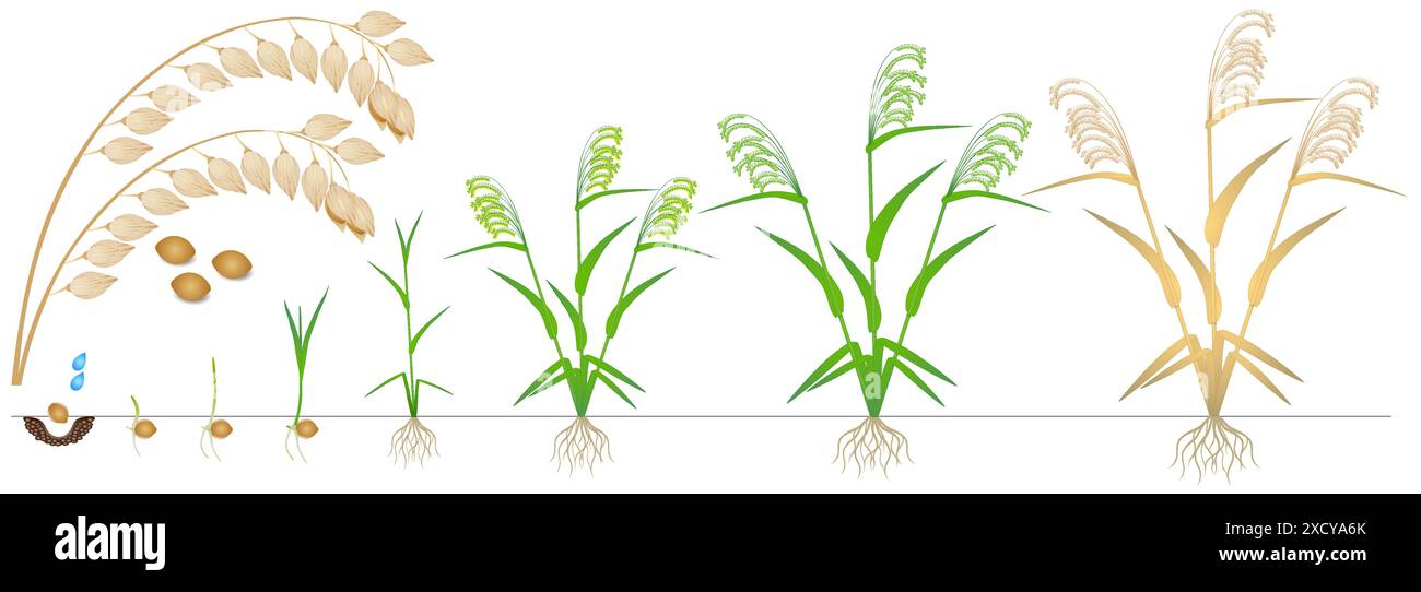 Cycle of growth of a millet plant on a white background Stock Vector ...