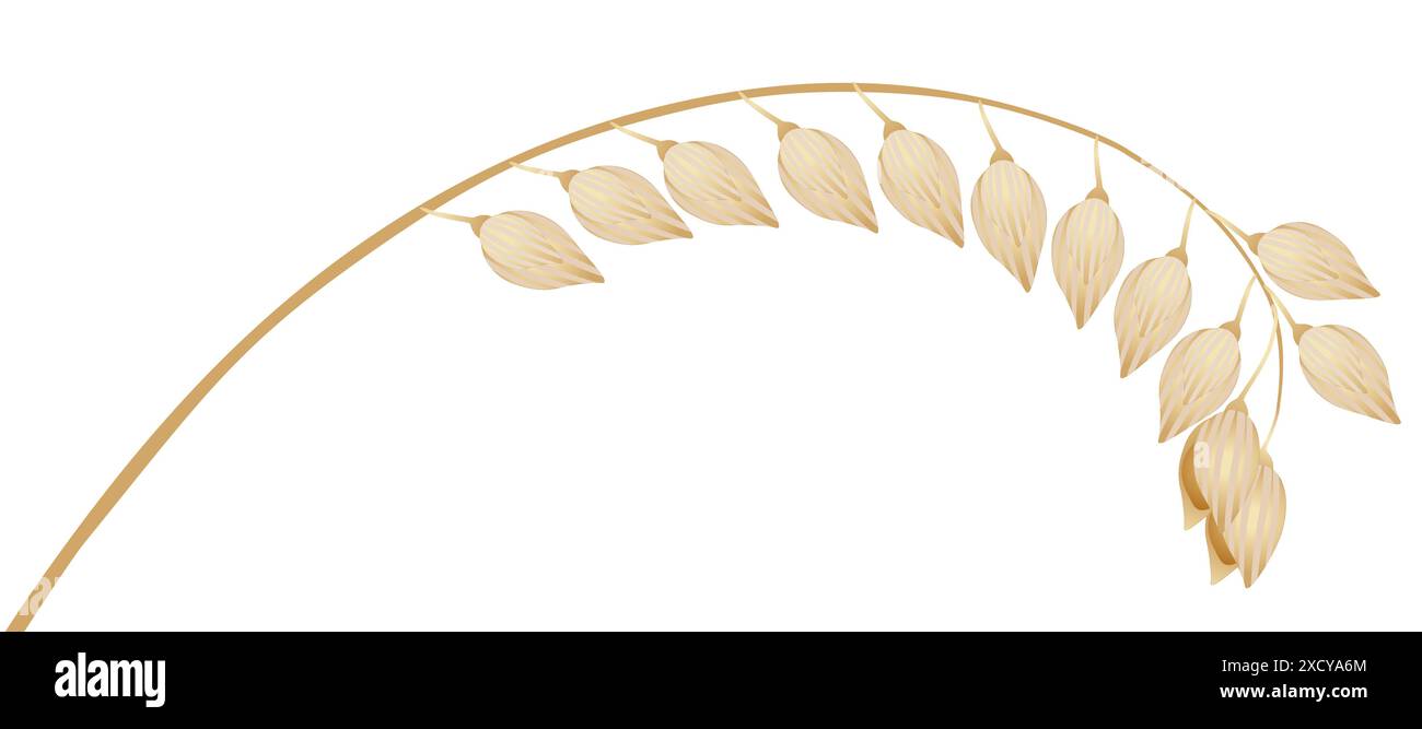 A branch of ripe millet on a white background Stock Vector Image & Art ...