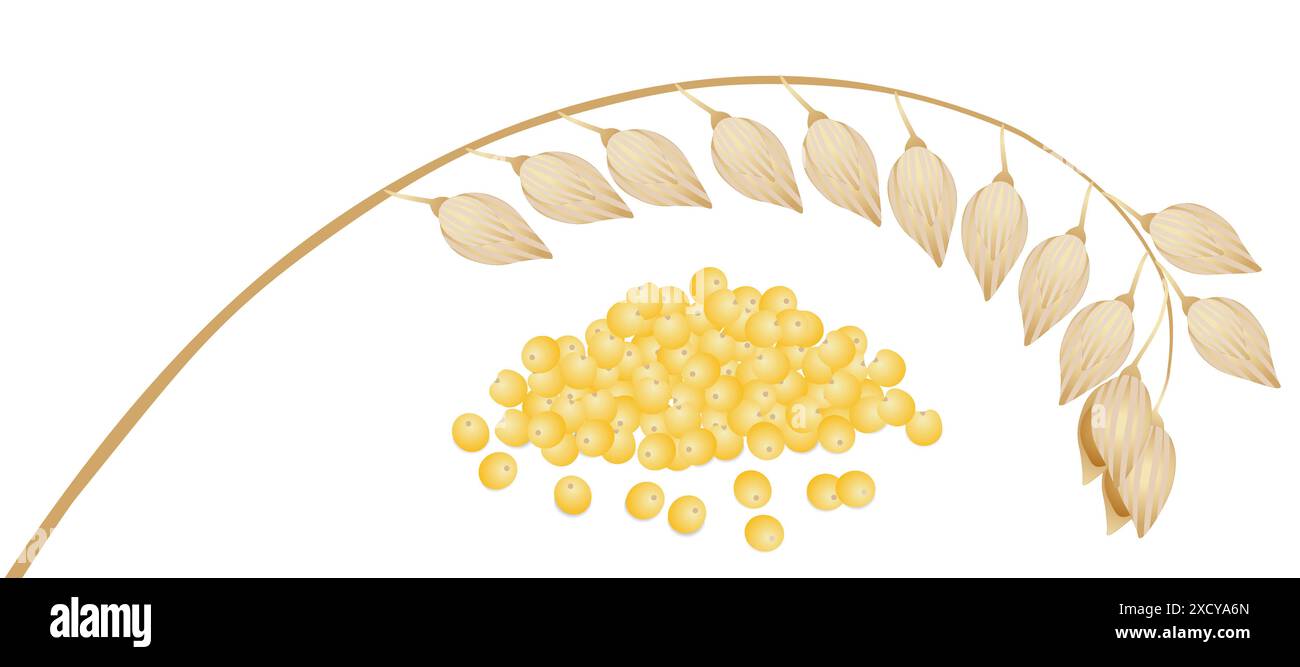 Field millet healthy grain Stock Vector Images - Alamy