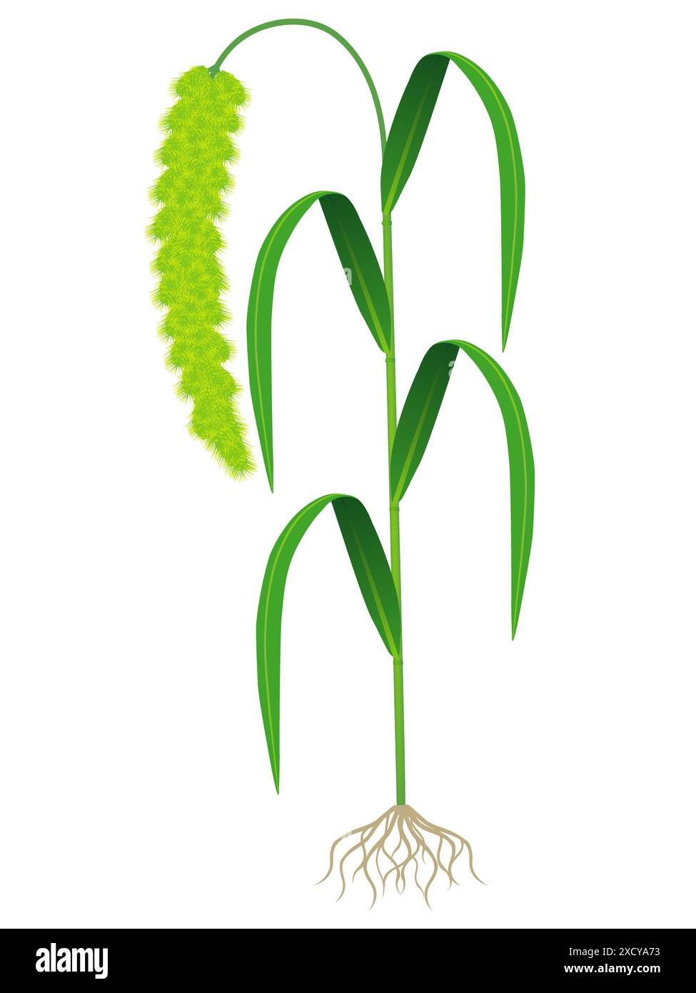 Flowering foxtail millet with roots isolated on white background Stock ...