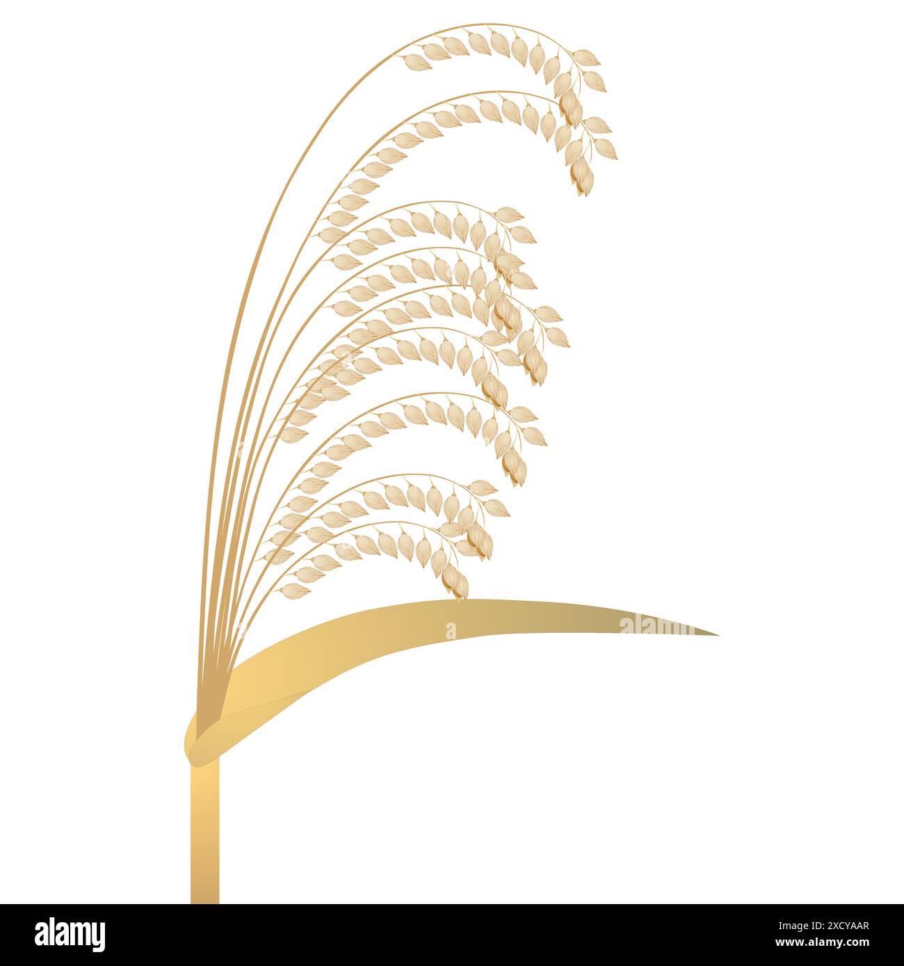 Yellow millet Stock Vector Images - Alamy