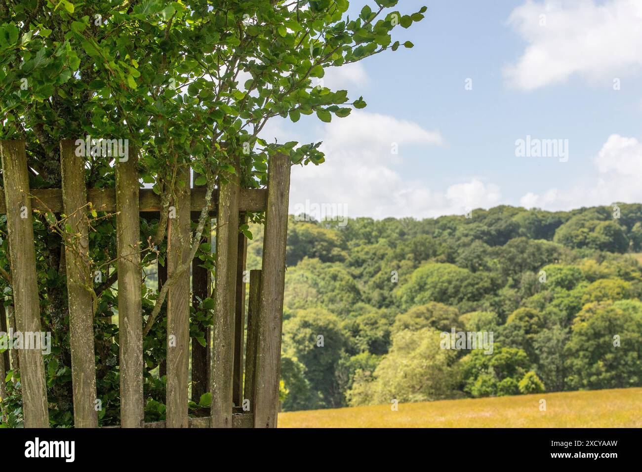 tree protector in countryside Stock Photo - Alamy