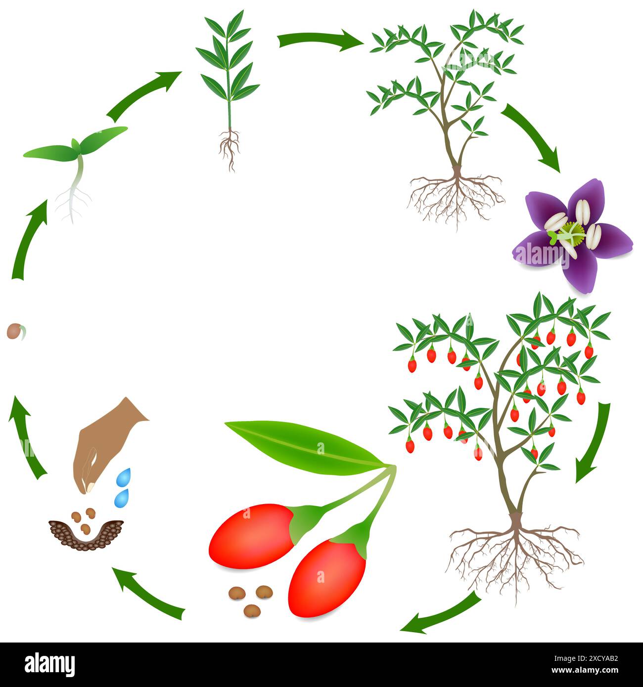 Life cycle of a goji berry plant on a white background Stock Vector ...