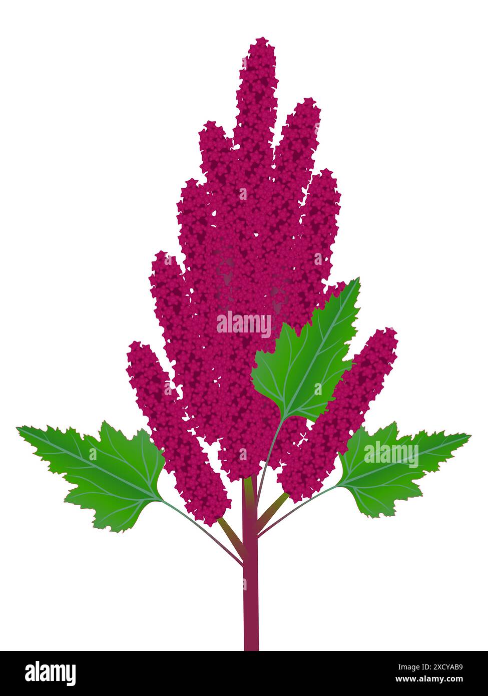A branch of quinoa with leaves on a white background Stock Vector Image ...