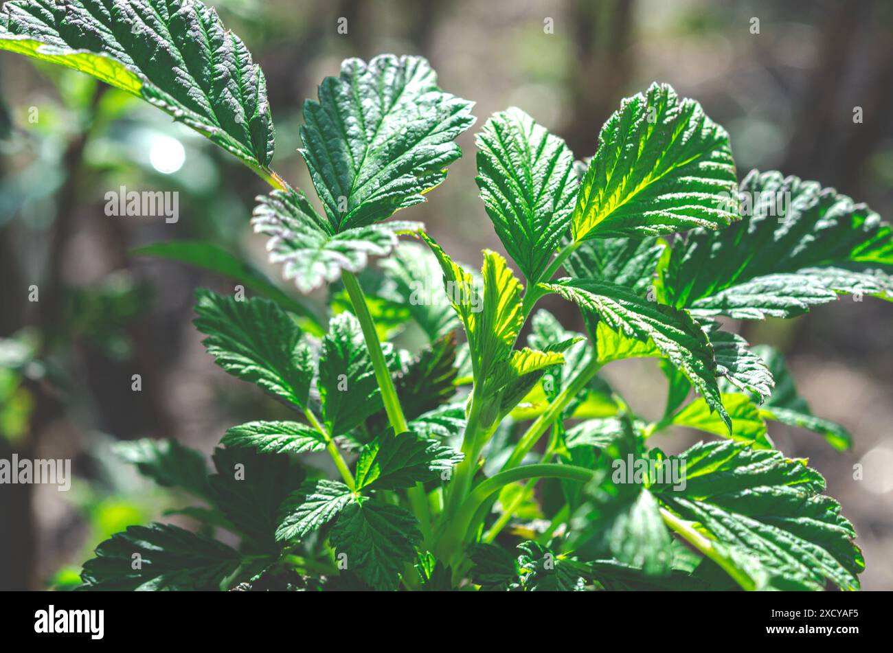 Industrial cultivation raspberry plant bush hi-res stock photography ...