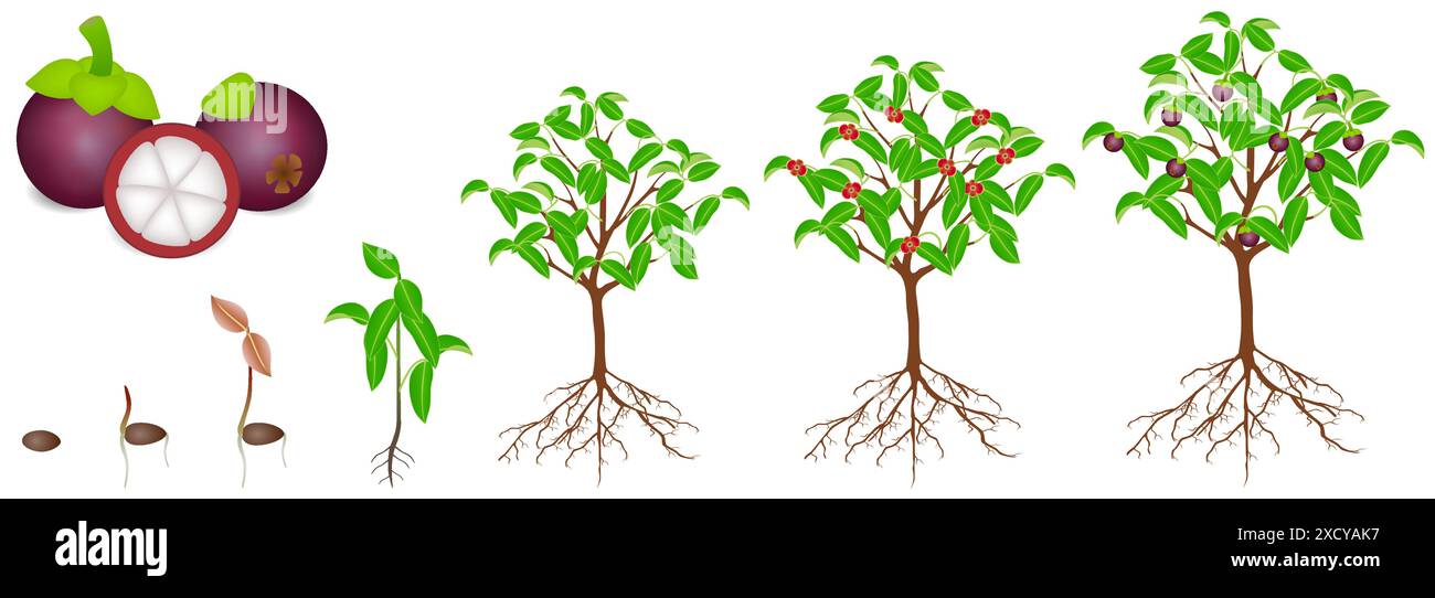 Cycle of growth of a mangosteen plant on a white background Stock ...