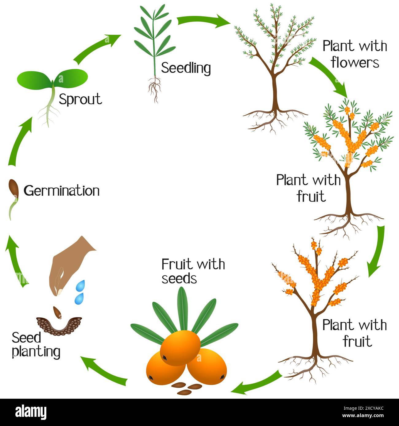A growth cycle of a sea buckthorn plant on a white background Stock ...