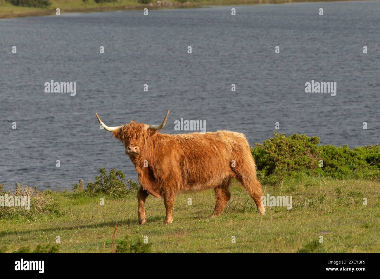 Highland cow by a loch Stock Photo - Alamy