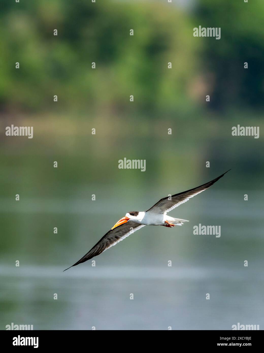 Indian skimmer or Indian scissors bill or Rynchops albicollis skimming ...