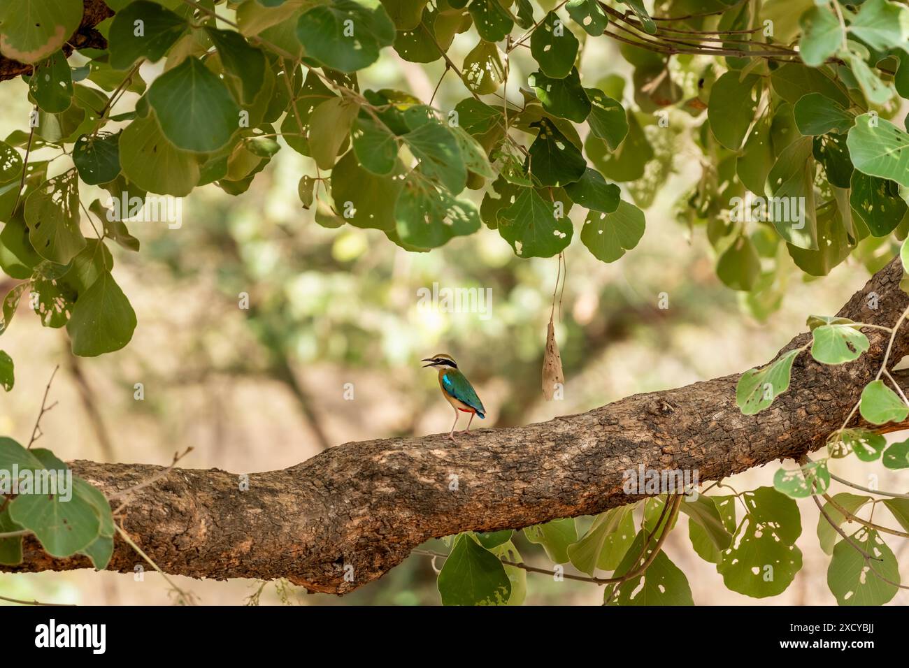 Indian pitta or Pitta brachyura beautiful colorful nine colors bird ...