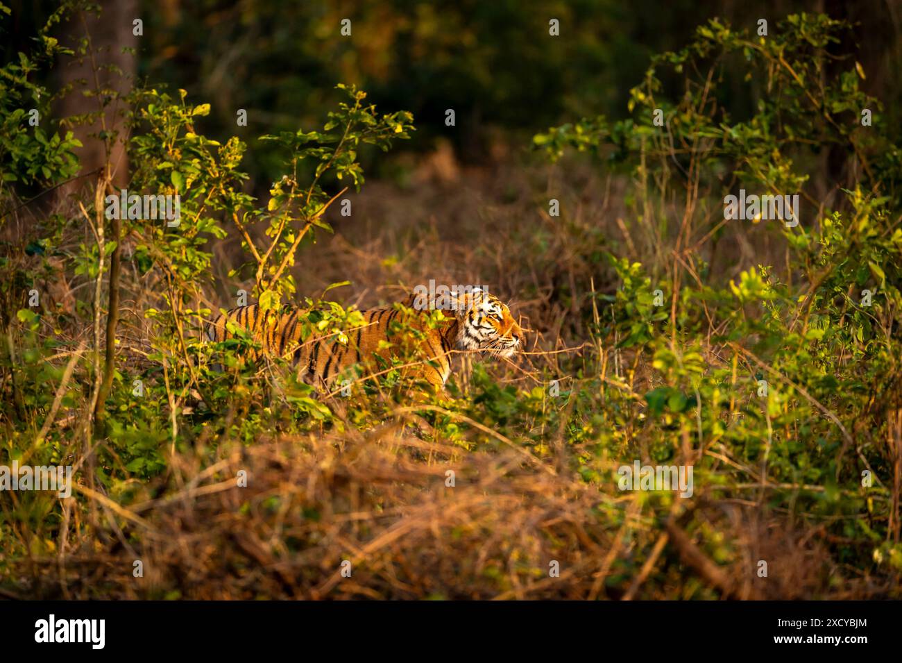 wild male bengal tiger or panthera tigris hiding in grass and stalking ...