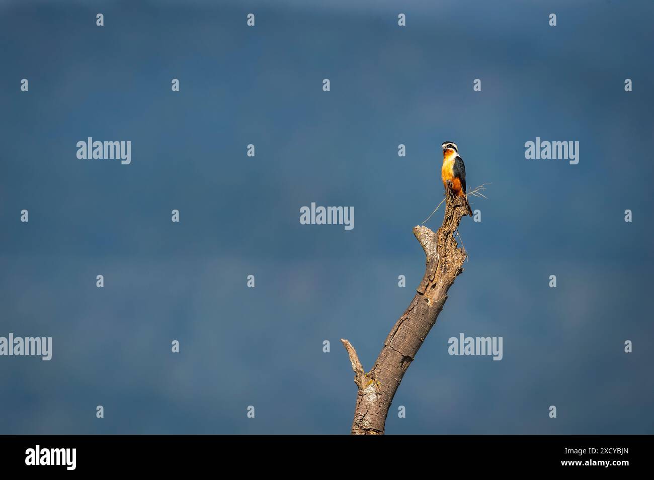 Collared falconet or Microhierax caerulescens bird of prey Falconidae ...