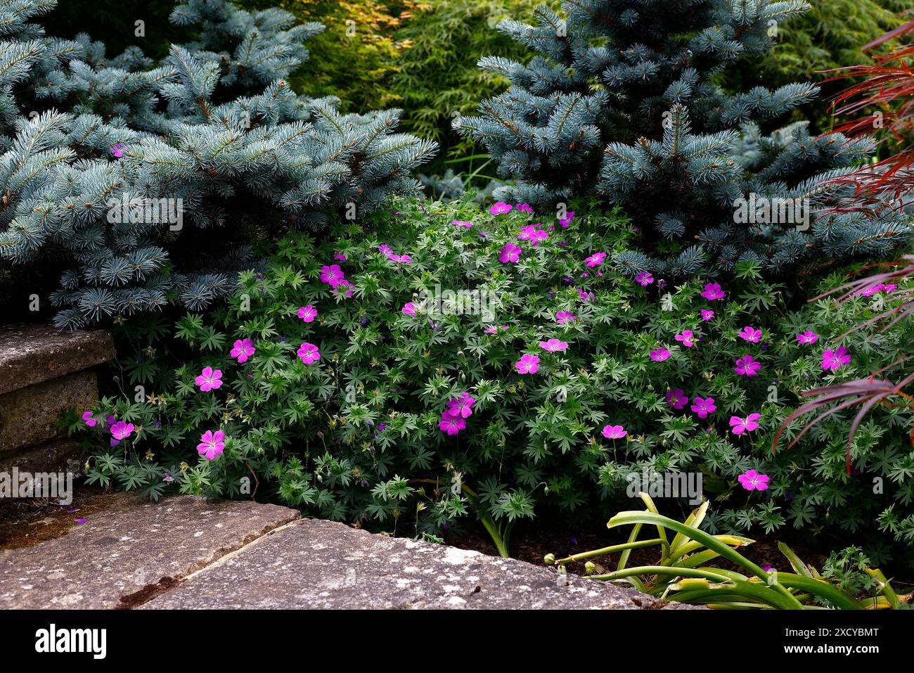 Closeup of the pink flowers of the low growing ground cover garden ...